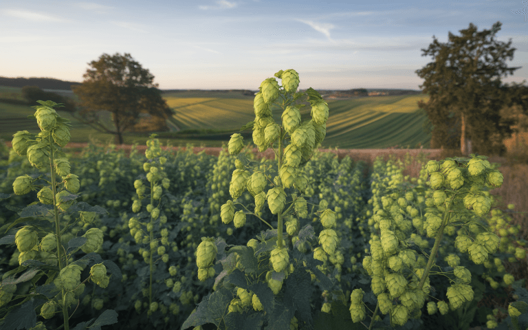 Houblon bière : l’ingrédient qui fait la différence